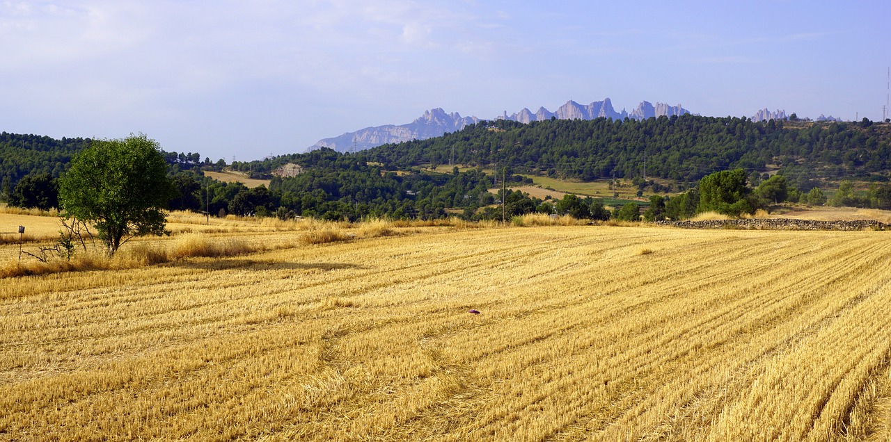 6 Tips para Elegir el Coadyuvante más Adecuado para tu Cultivo