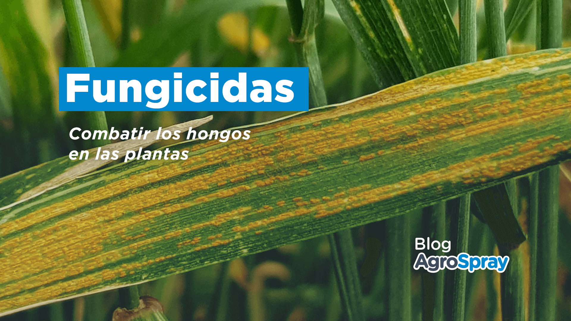 Fungicidas: Combatir los hongos en las plantas - AgroSpray Blog