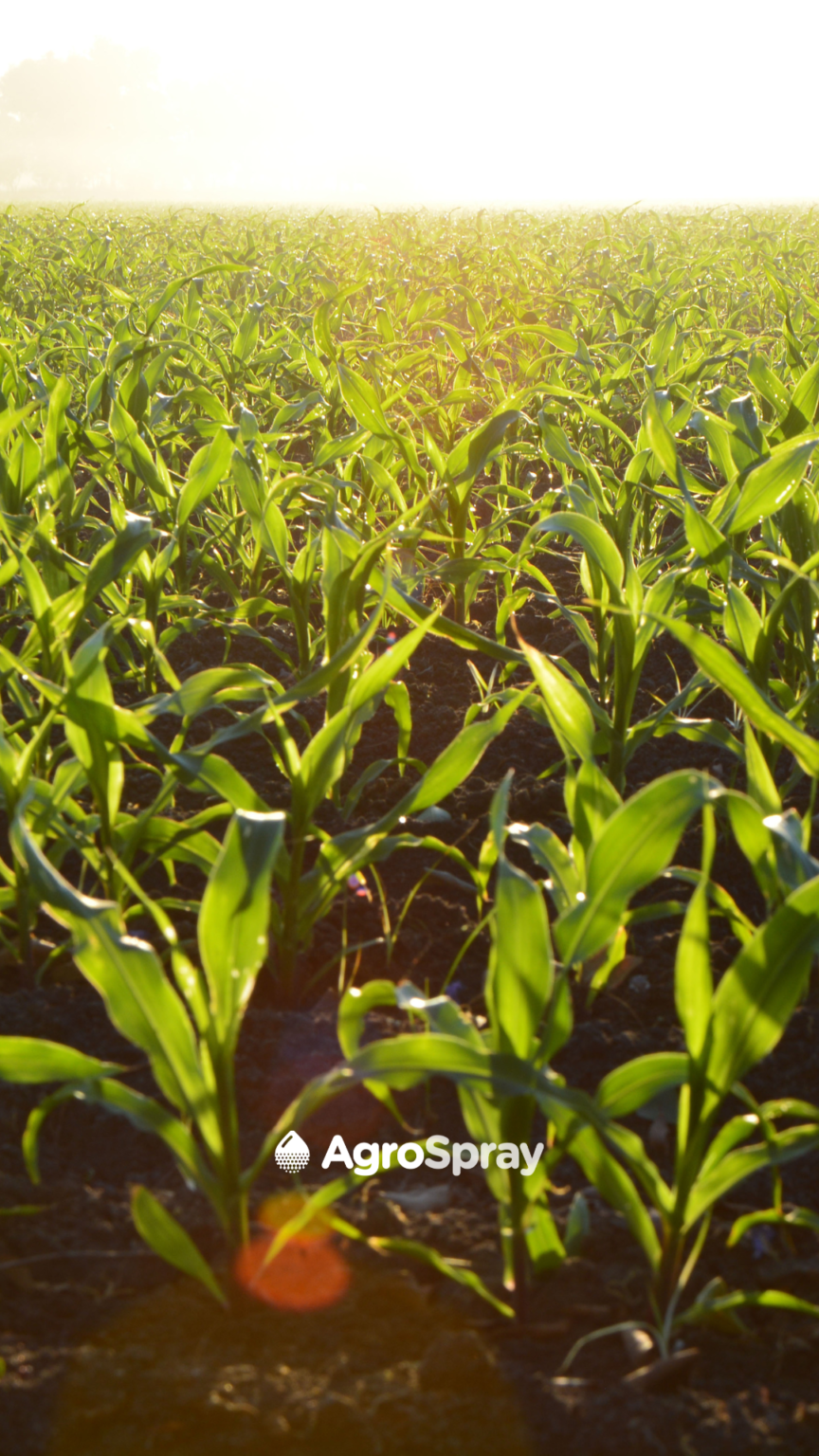 Coadyuvantes agrícolas: Qué son y cómo elegir el adecuado - AgroSpray Blog