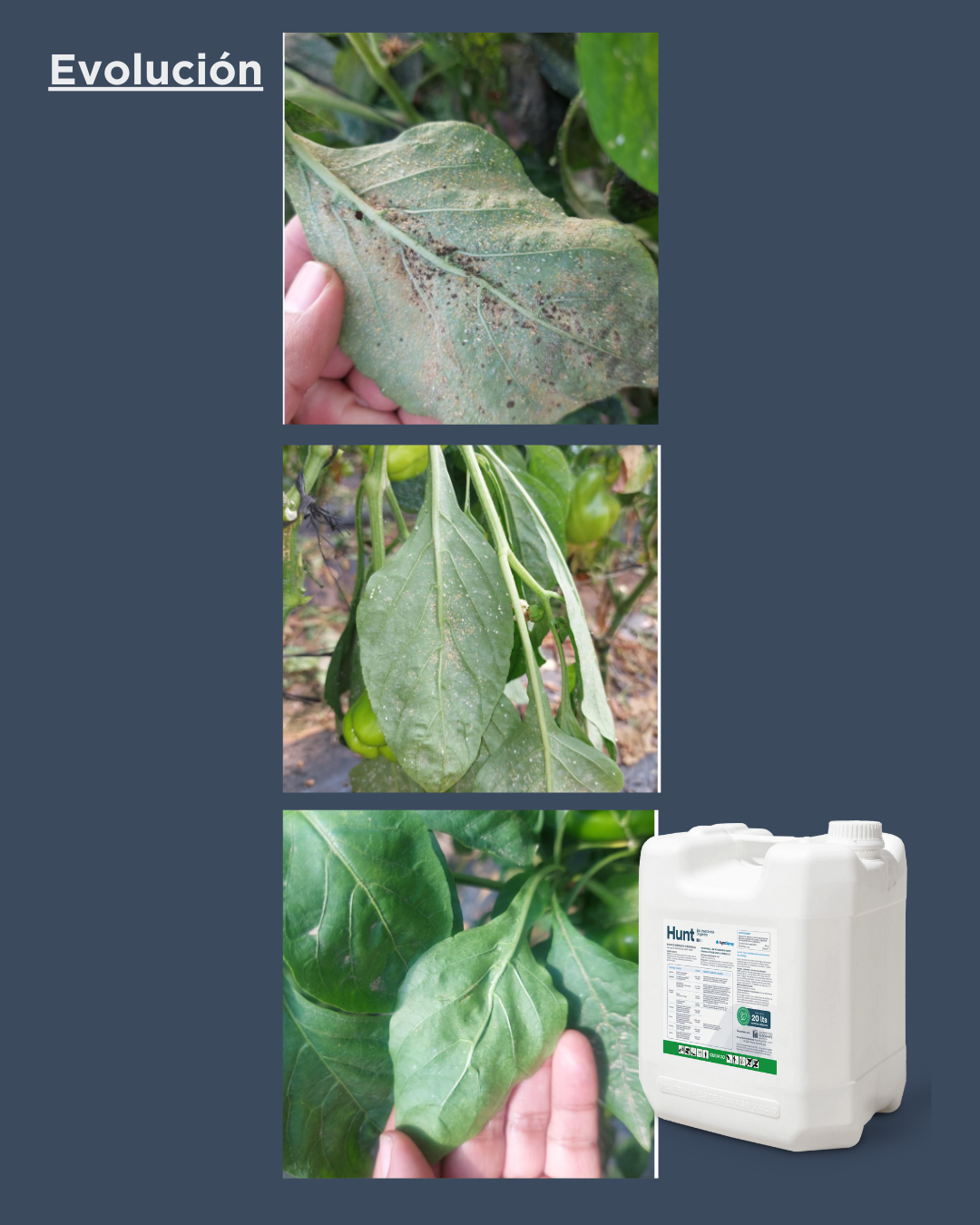 Insecticida orgánico para pimiento y tomate | HUNT de AgroSpray